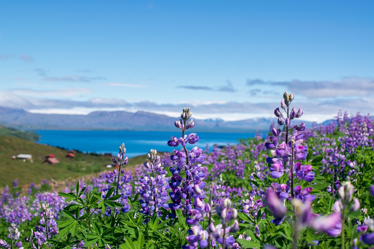Iceland in June: Weather, What to expect, Travel Tips, Best places ...
